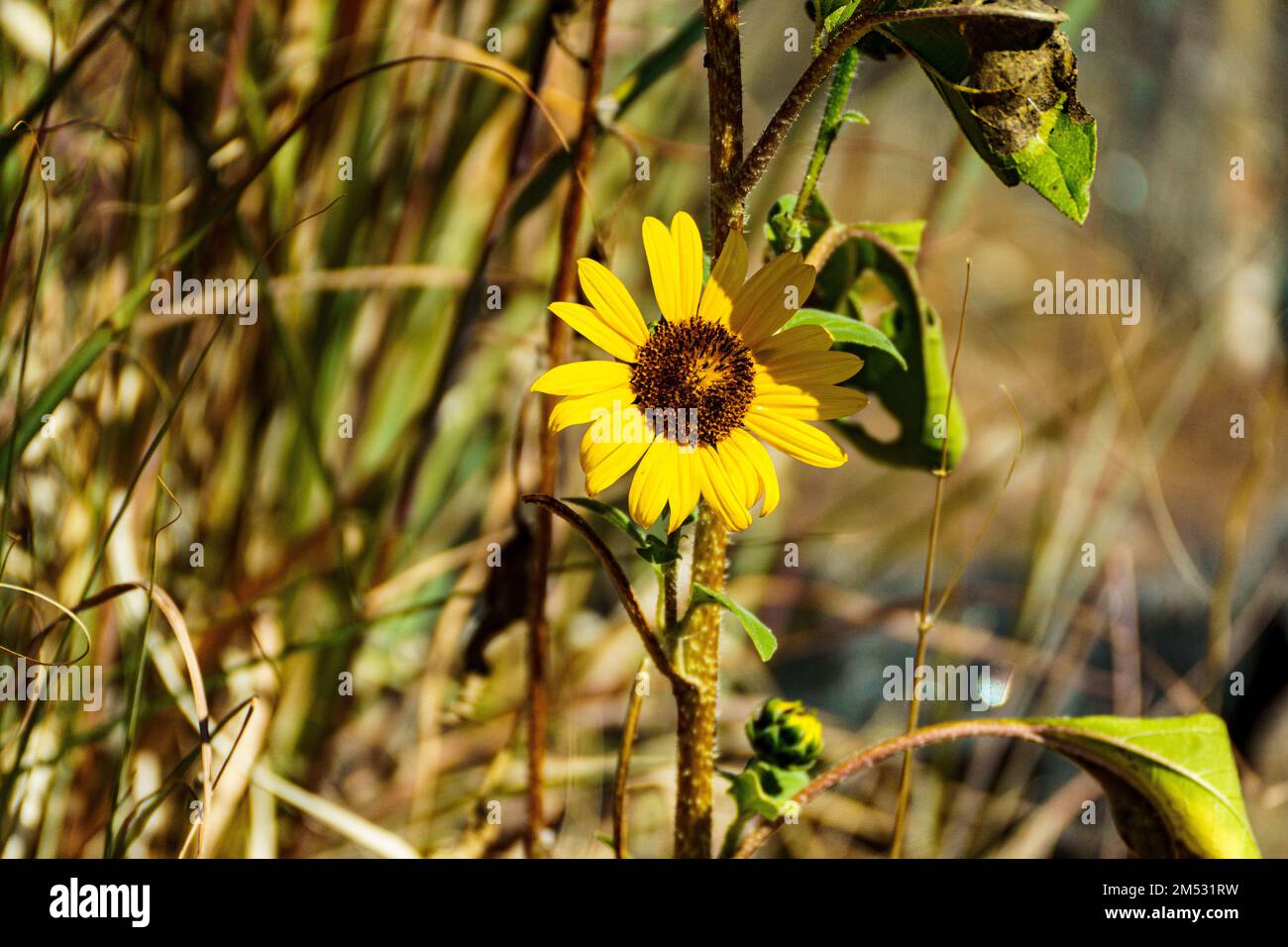 Helianthus paradoxus hi-res stock photography and images - Alamy