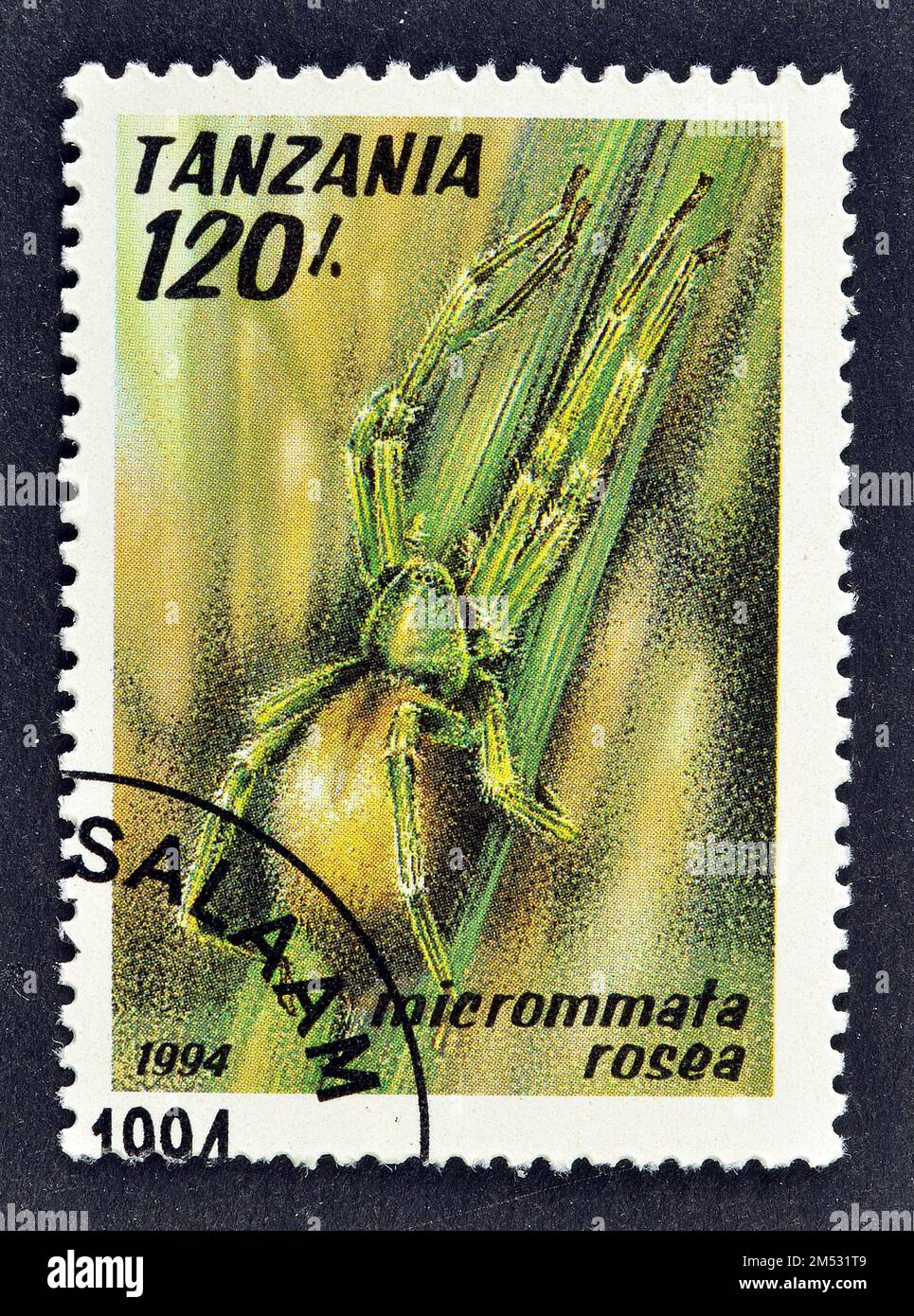 Cancelled postage stamp printed by Tanzania, that shows Green Huntsman ...