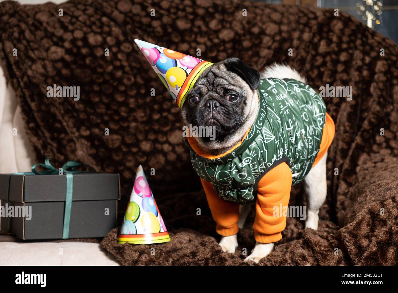 A cute pug in a festive cap celebrates his first birthday. Birthday of ...