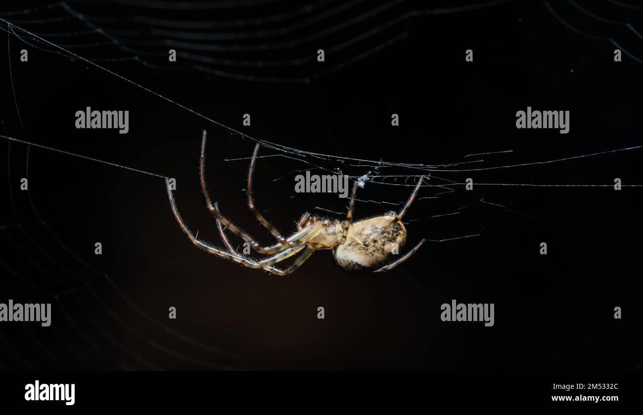 A closeup shot of a spider on a cobweb isolated on a black background ...