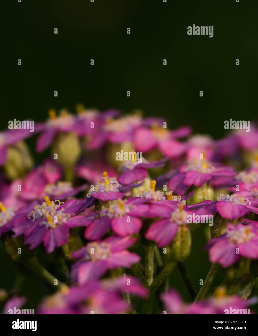 A closeup shot of small purple flowers in the garden Stock Photo - Alamy