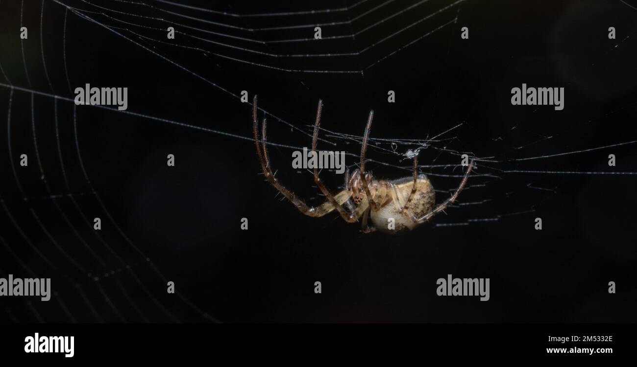 A closeup shot of a spider web with a blurry dark background Stock ...