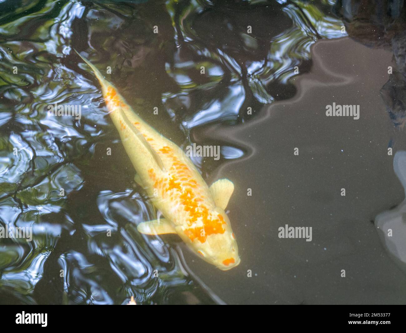 koi fish and water waves Stock Photo - Alamy
