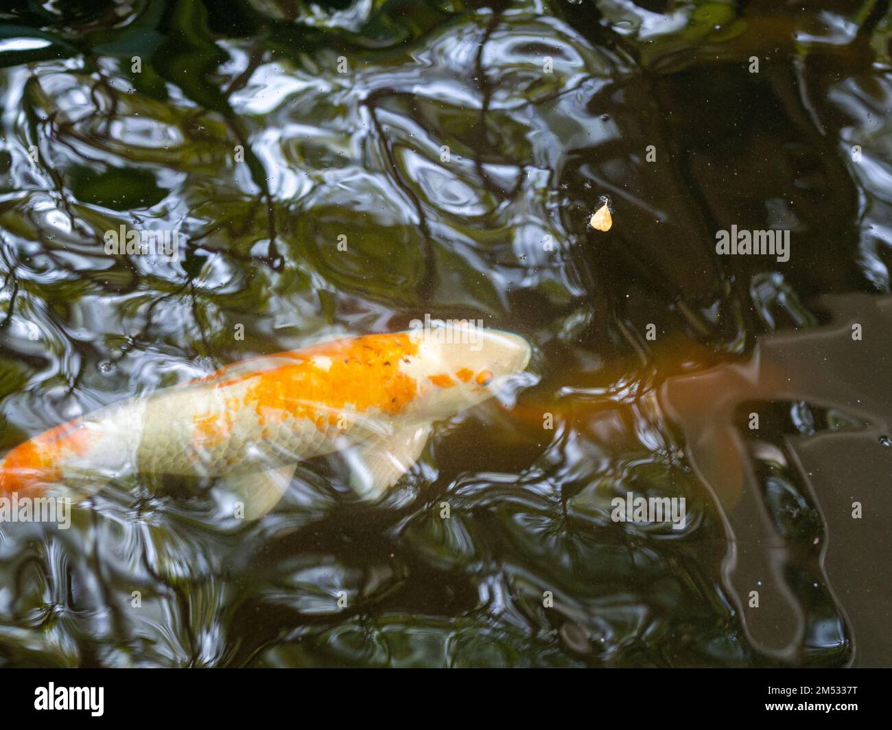 koi fish and water waves Stock Photo - Alamy
