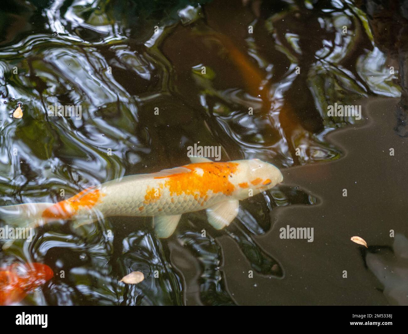 koi fish and water waves Stock Photo - Alamy