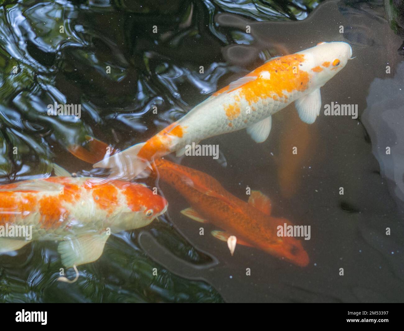 koi fish and water waves Stock Photo - Alamy