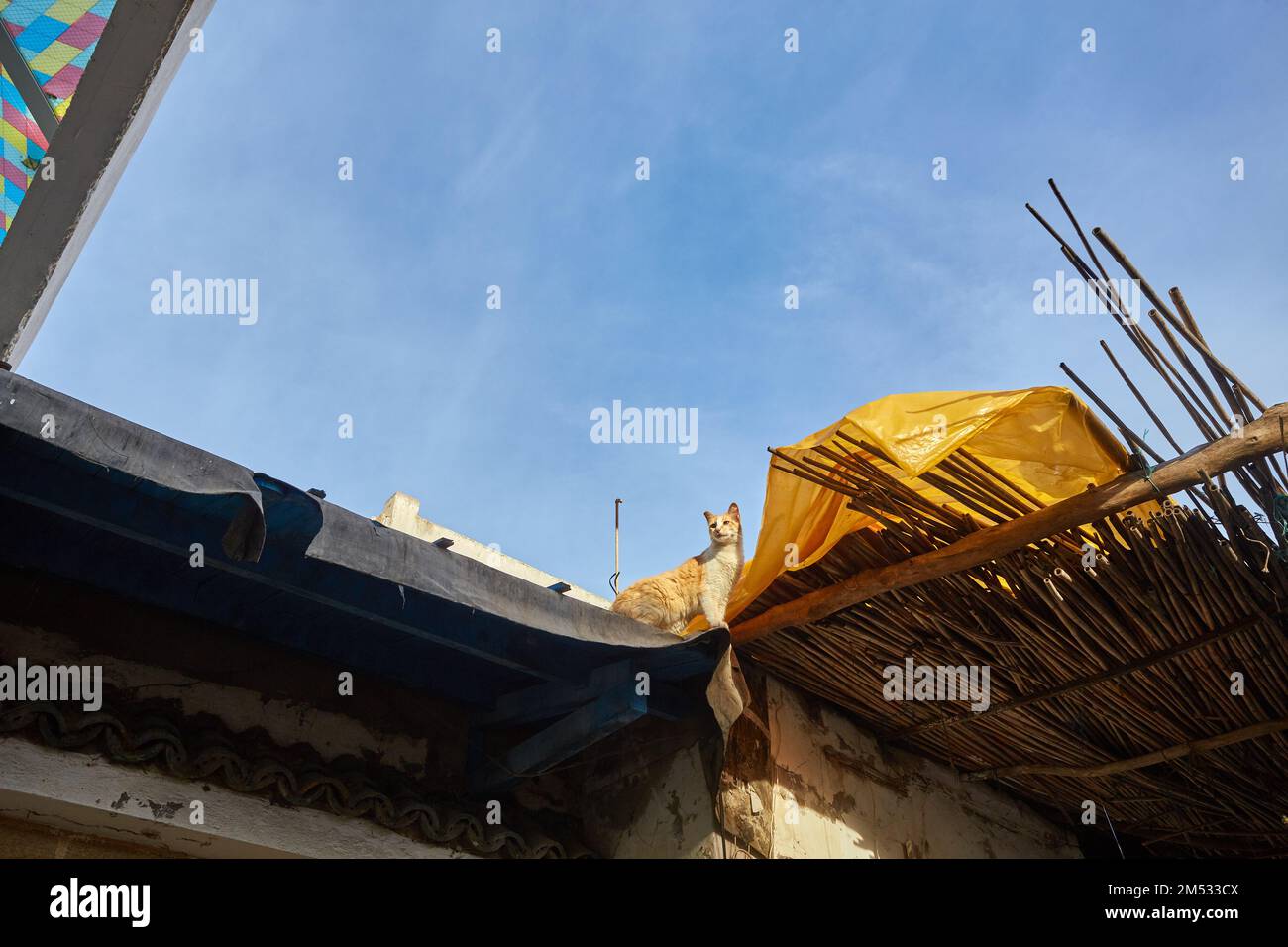 ESSAOUIRA, MOROCCO. 13 th February, 2017: Moroccan market, cat on the ...