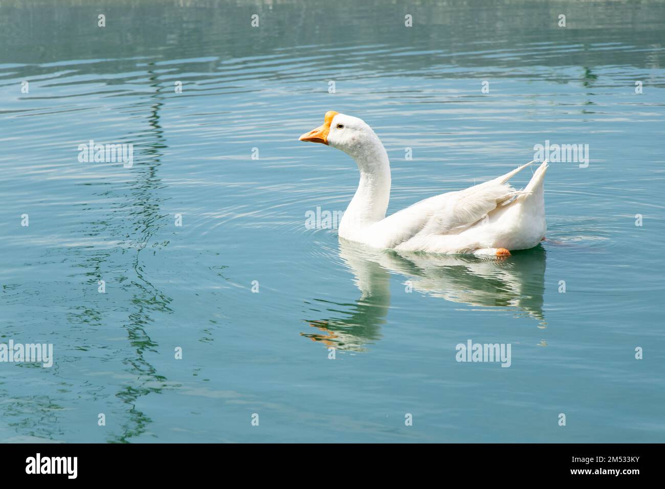 White color goose swimming hi-res stock photography and images - Alamy