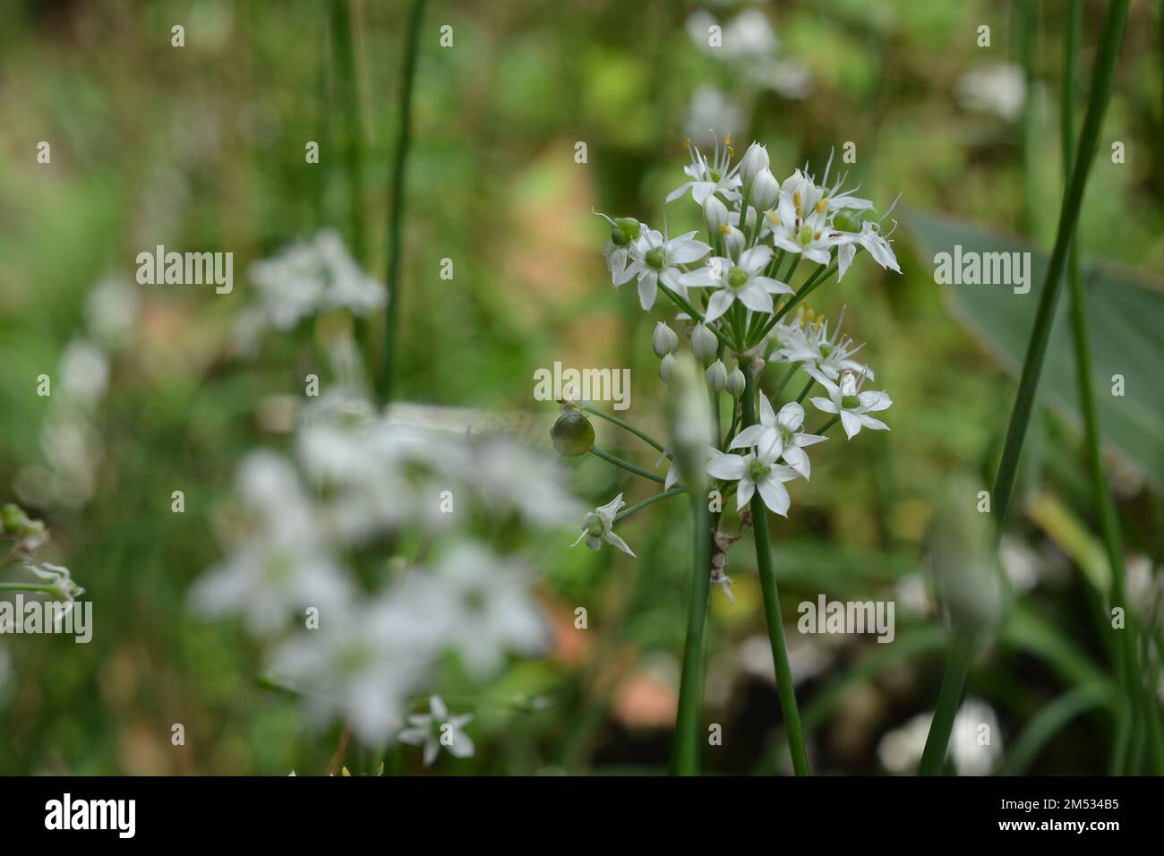 White flowers hanging from tree hi-res stock photography and images - Alamy