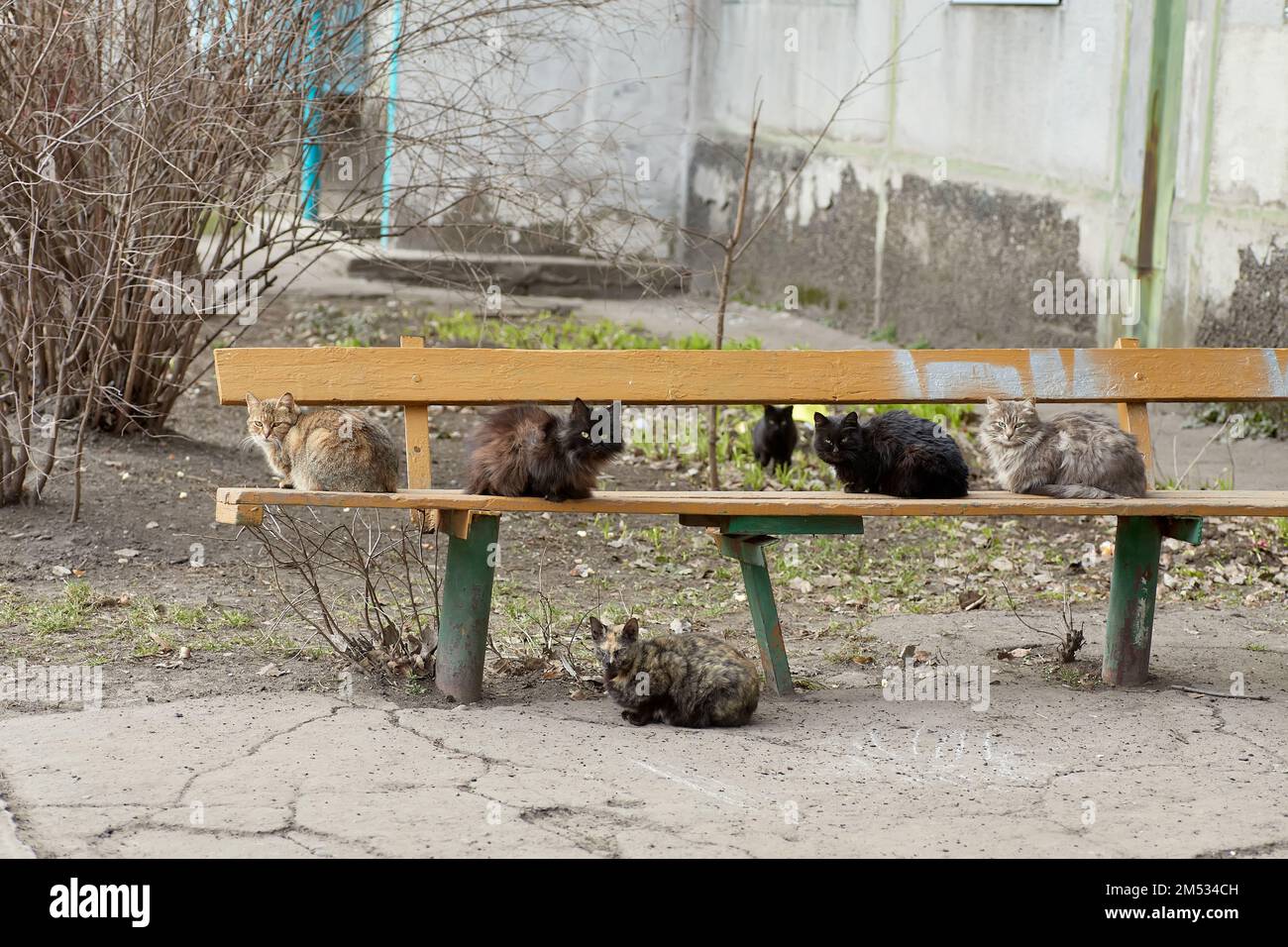 many cats bask in the sun on a bench in a city public park. The cat is ...