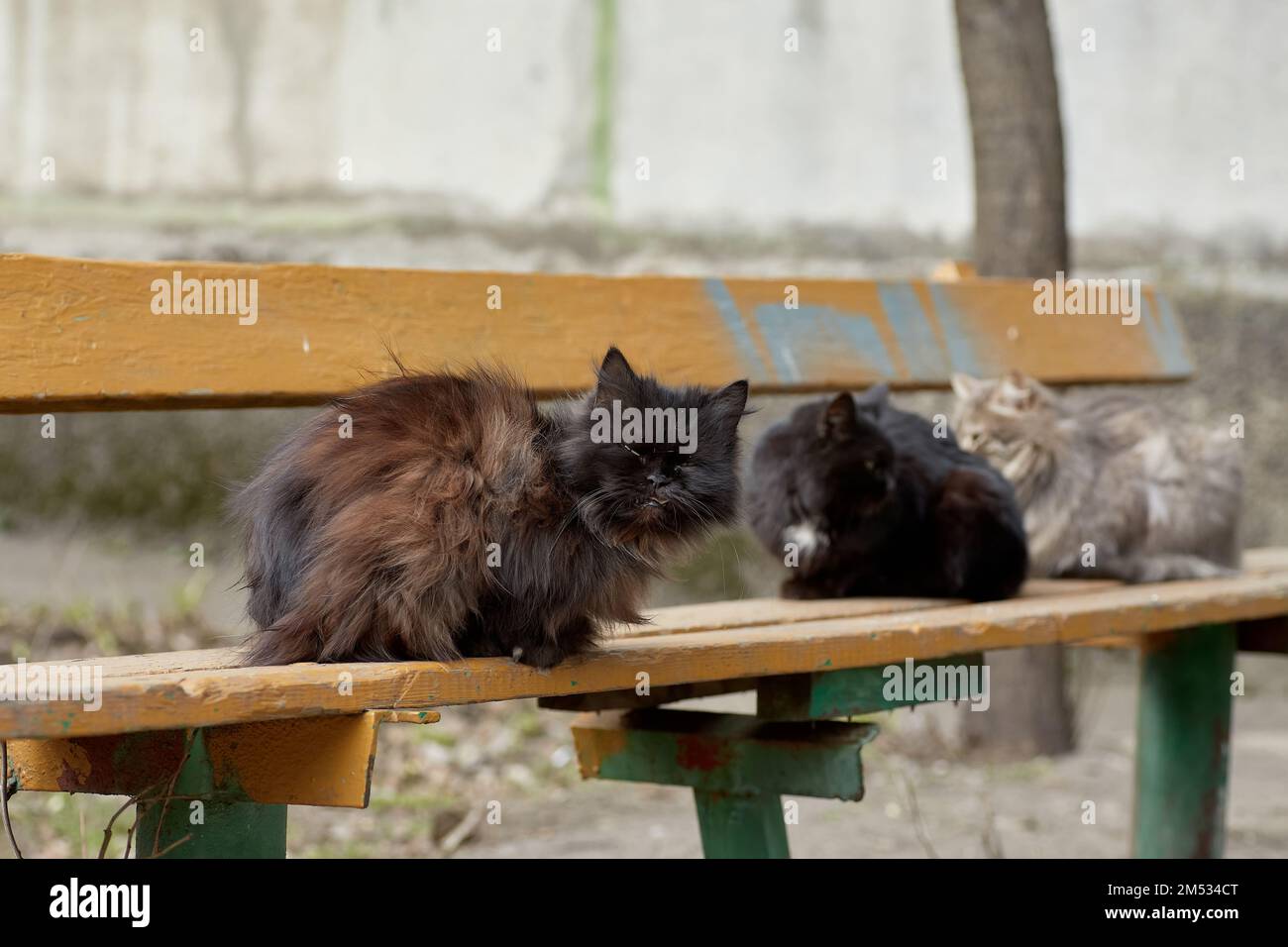 Two cats bask in the sun on a bench in a city public park. The cat is ...