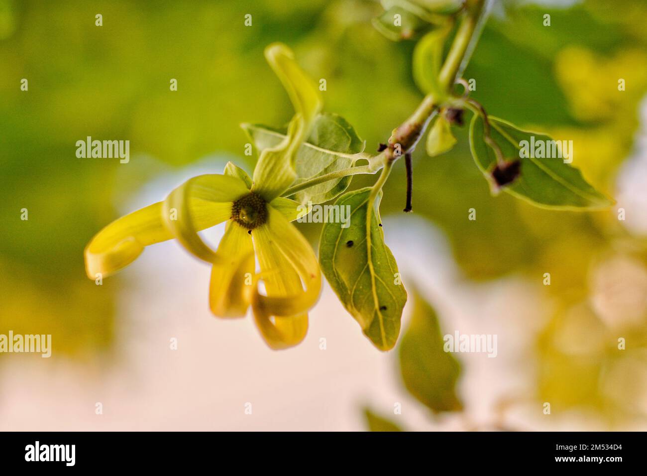 A closeup shot of Ylang-ylang plant hanging from the branch with a ...