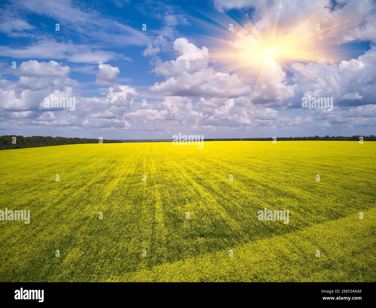 Landscape view from drone, Bright yellow field with rapeseed flowers ...