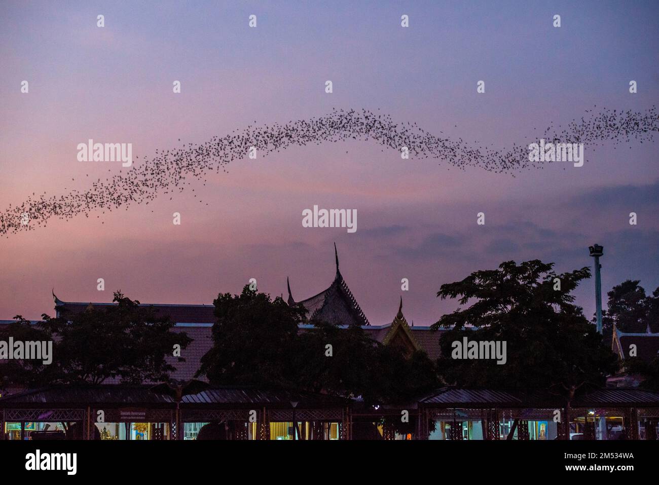 One Million Bat fly out of the Kang Khao Cave at the Wat Khao Chong ...
