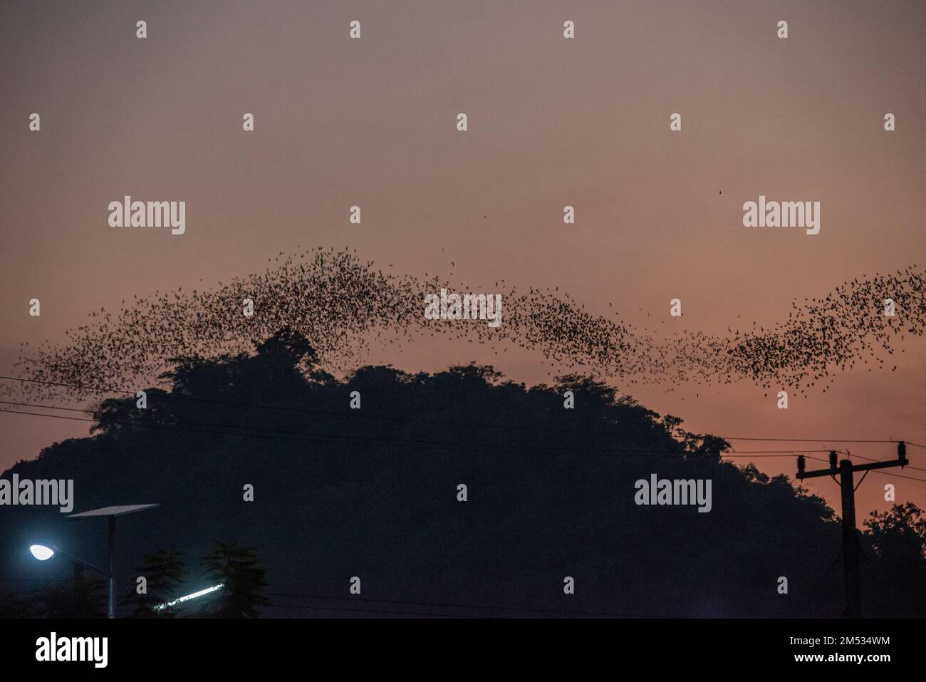 One Million Bat fly out of the Kang Khao Cave at the Wat Khao Chong ...