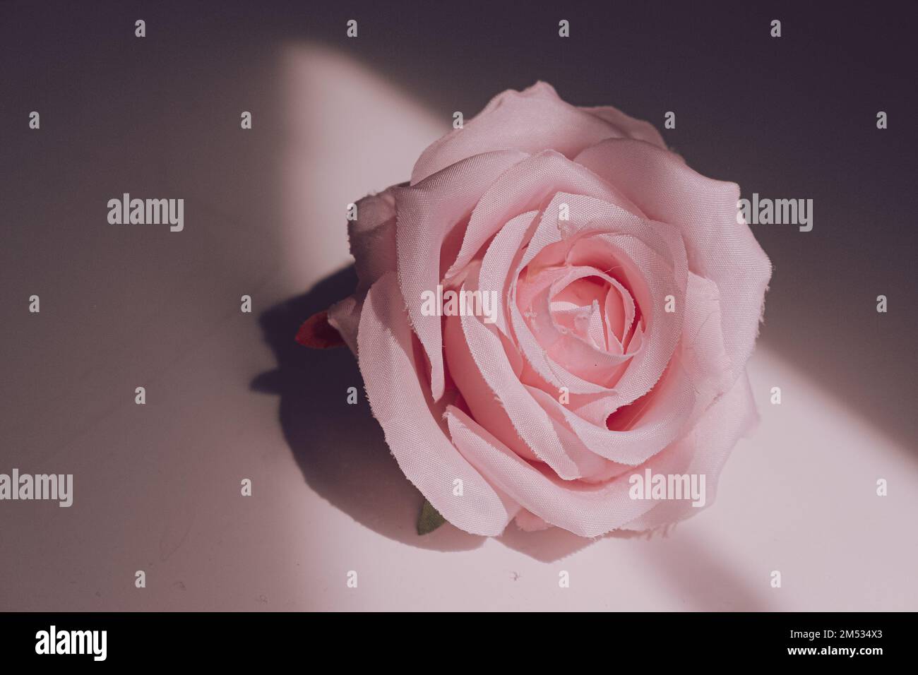 Pink rose still life hi-res stock photography and images - Alamy
