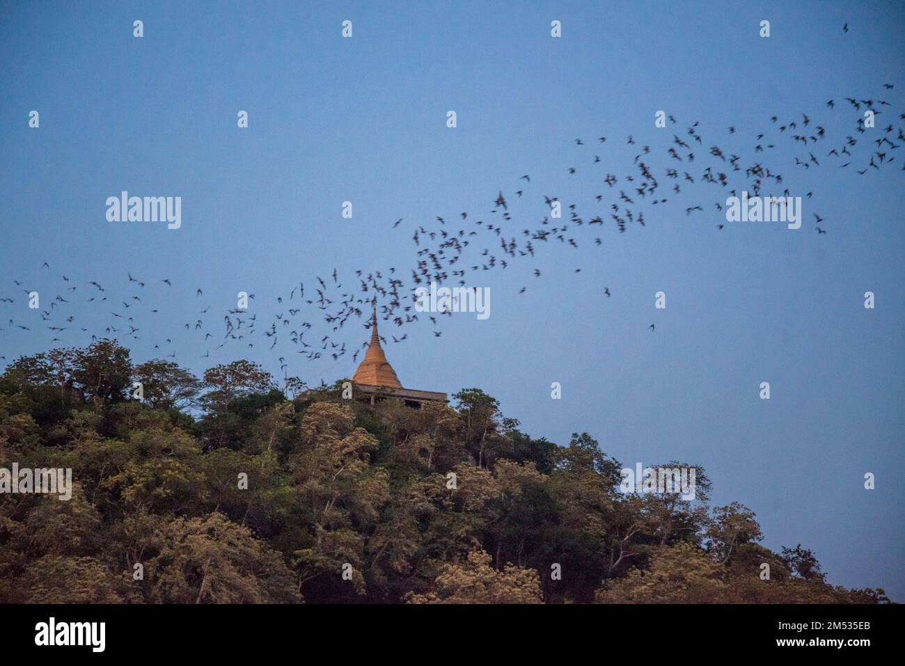 One Million Bat fly out of the Kang Khao Cave at the Wat Khao Chong ...