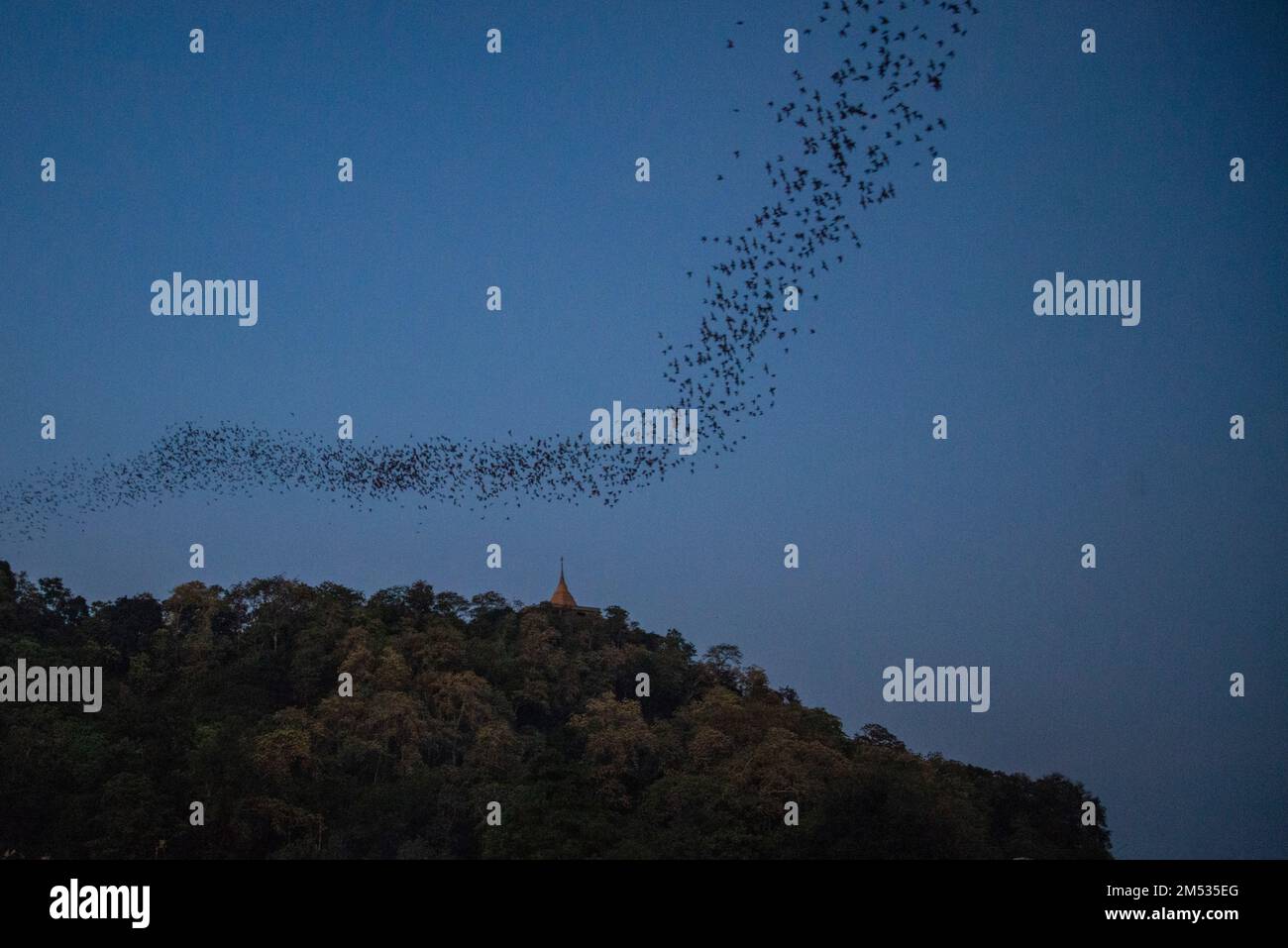 One Million Bat fly out of the Kang Khao Cave at the Wat Khao Chong ...