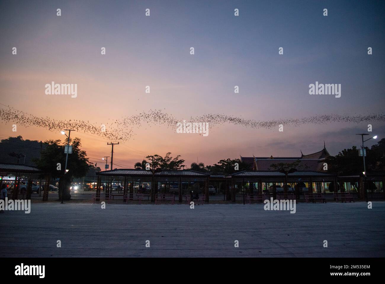 One Million Bat fly out of the Kang Khao Cave at the Wat Khao Chong ...