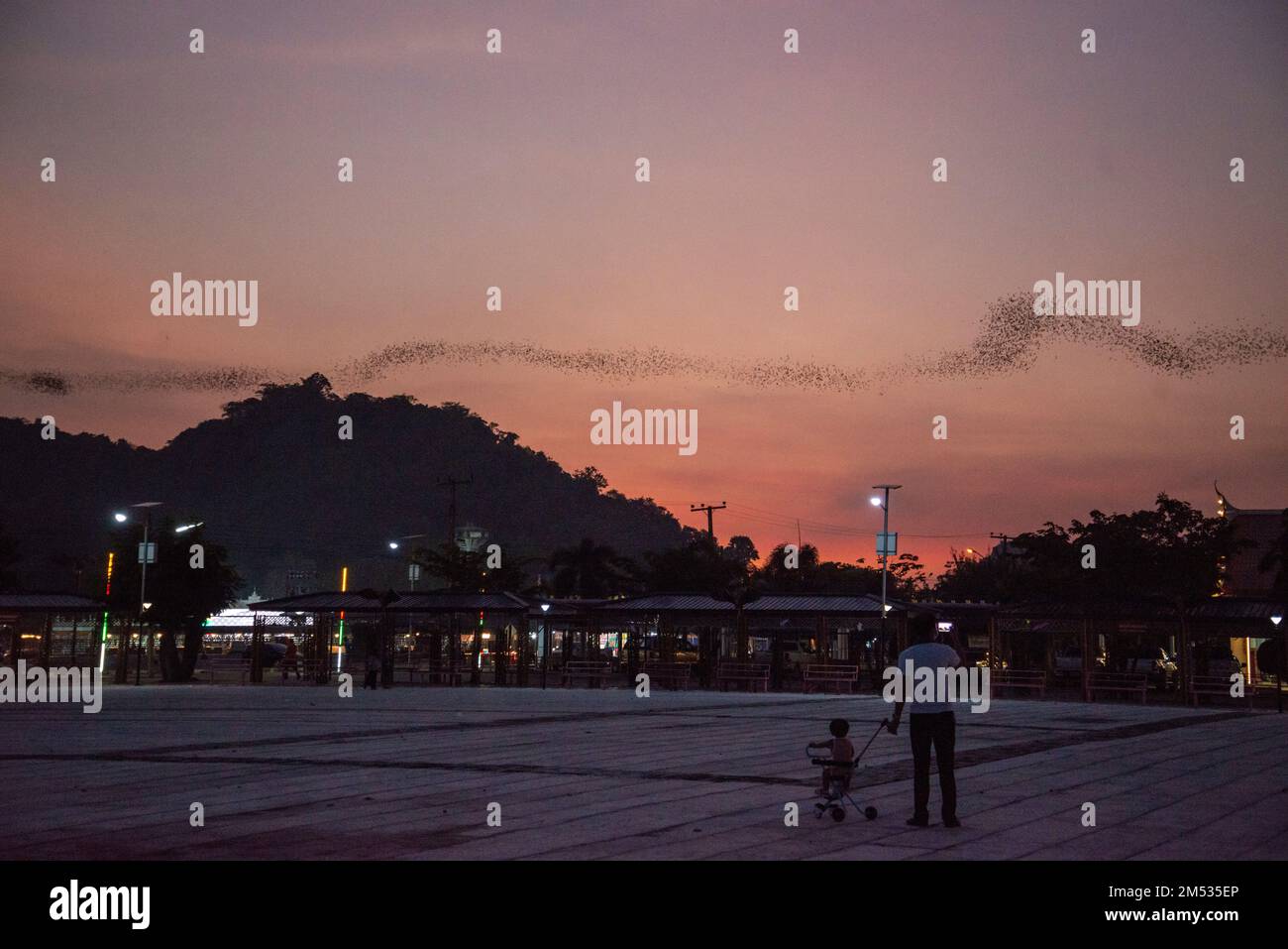 One Million Bat fly out of the Kang Khao Cave at the Wat Khao Chong ...