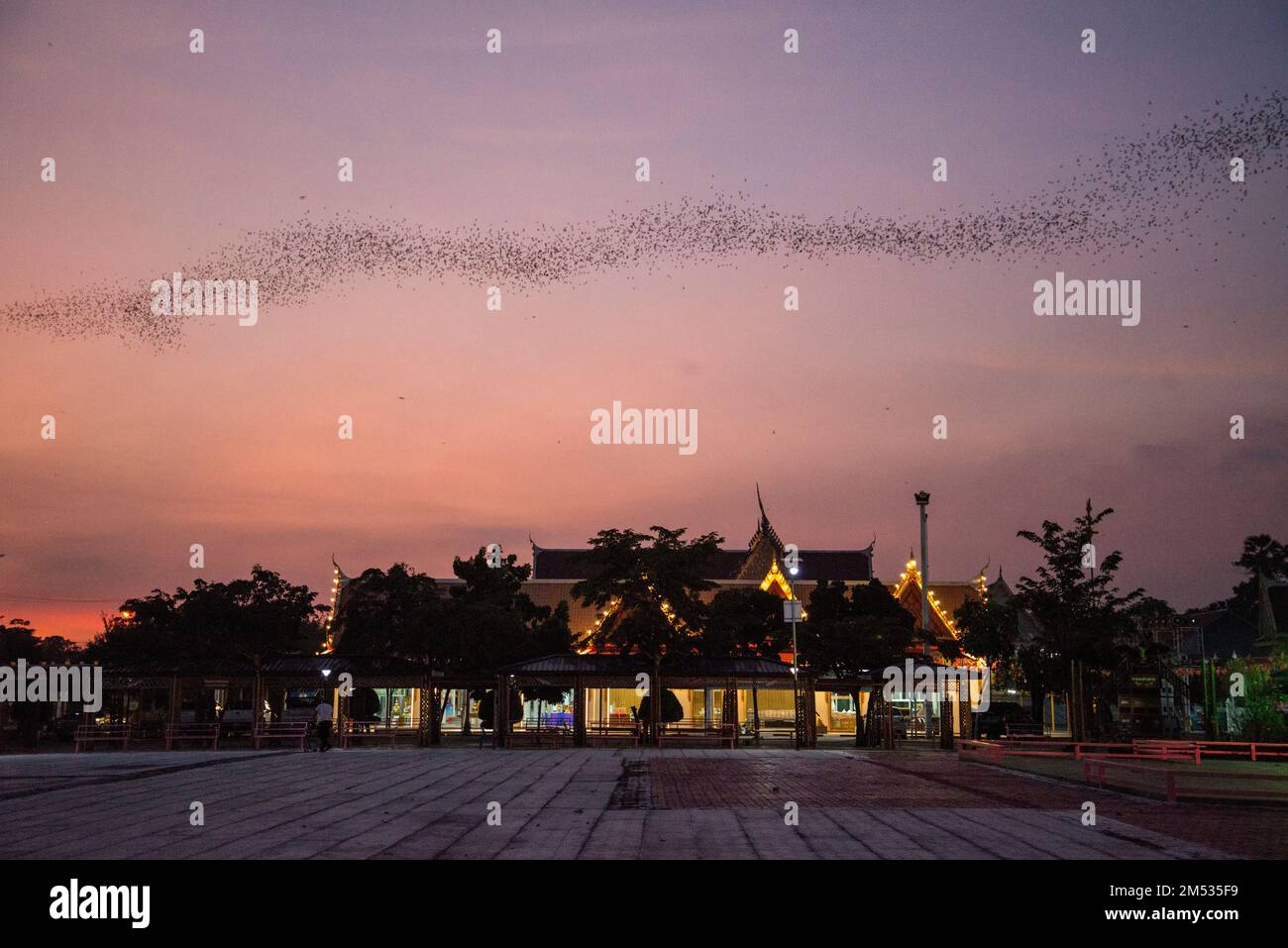One Million Bat fly out of the Kang Khao Cave at the Wat Khao Chong ...
