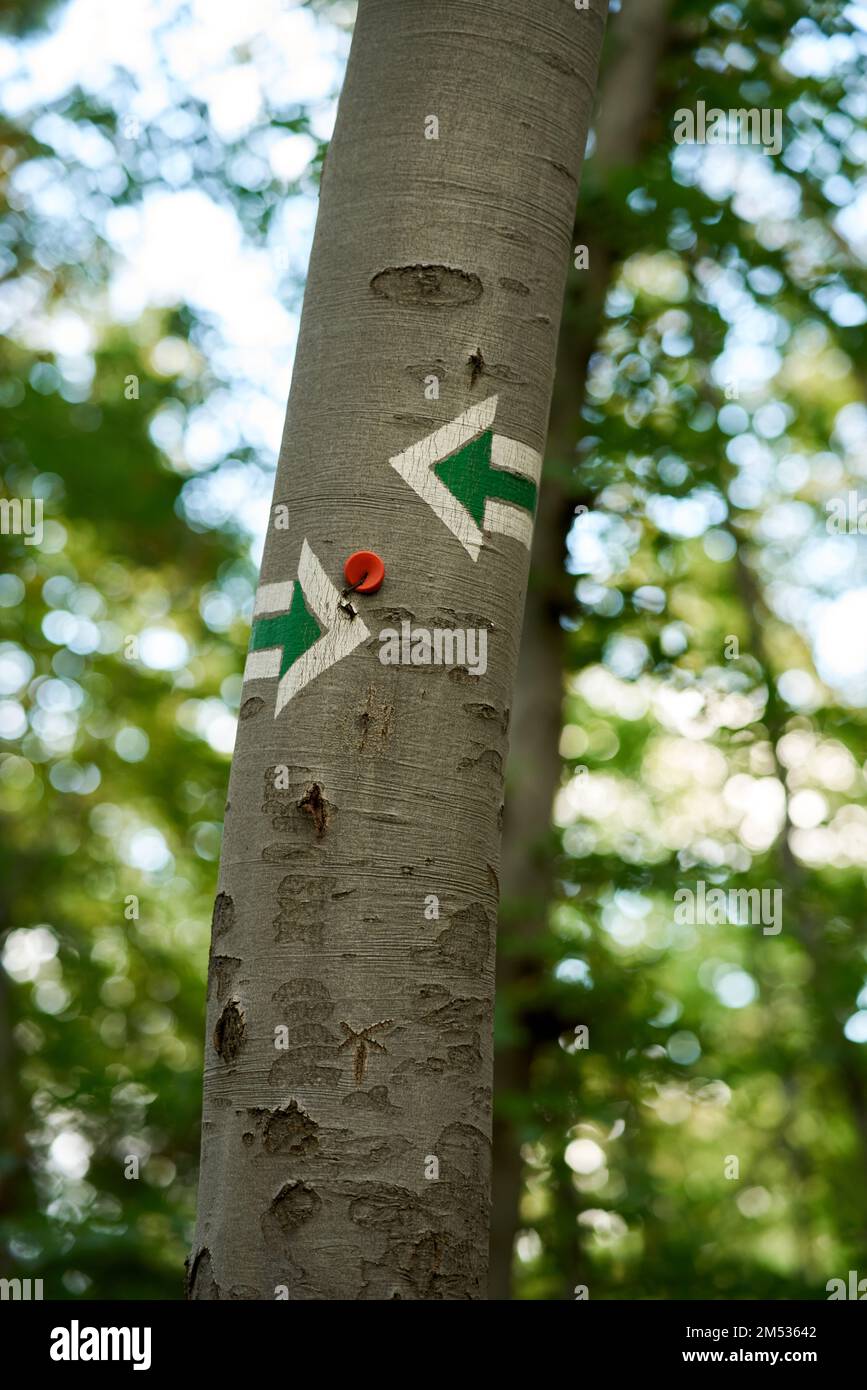 A selective of green painted arrows on the tree bark Stock Photo - Alamy