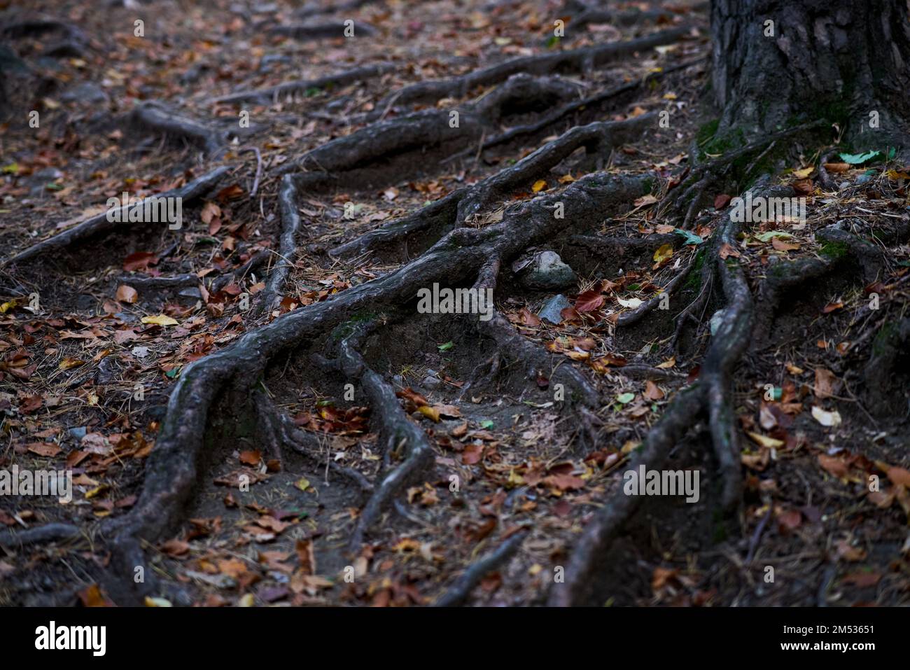 A selective of tree roots in a forest Stock Photo - Alamy