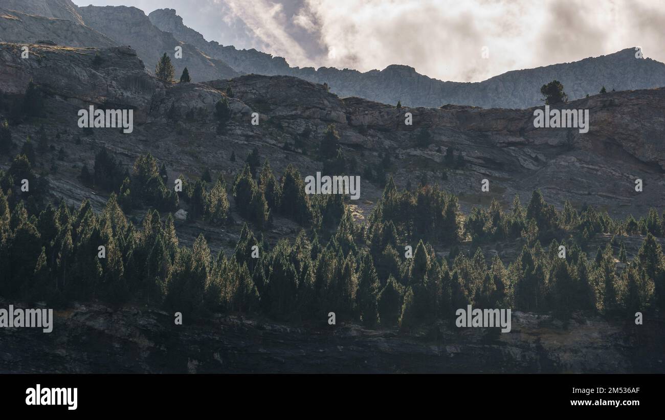 Trees of a fir forest illuminated by beautiful golden sunlight at the ...