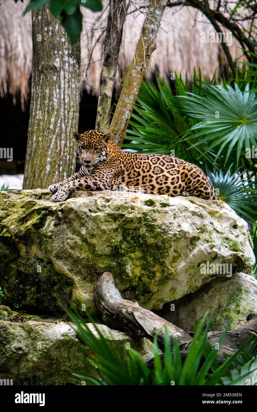 A leopard sitting on a big rock in a tropical forest Stock Photo - Alamy