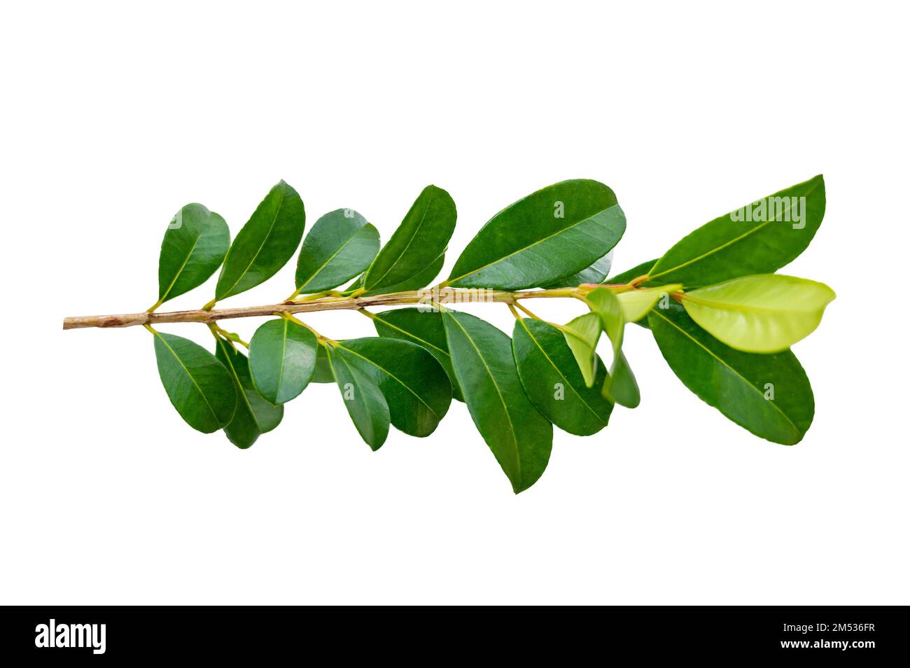 leaf vine isolates on a white background Stock Photo - Alamy