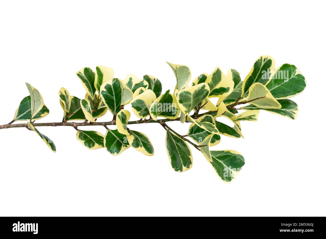 leaf vine isolates on a white background Stock Photo - Alamy