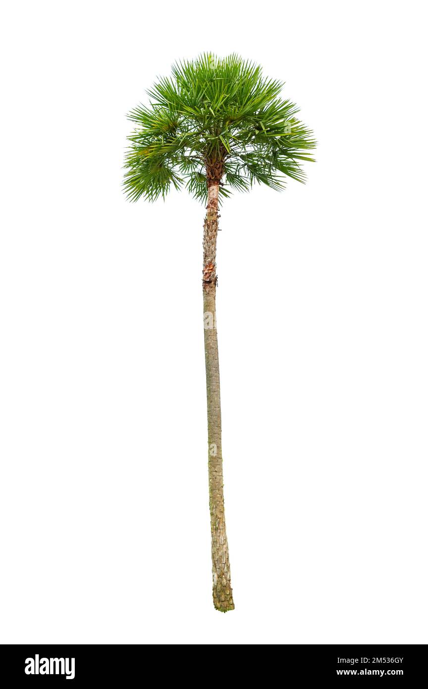 Palm tree wood gardening white background Isolates Stock Photo - Alamy