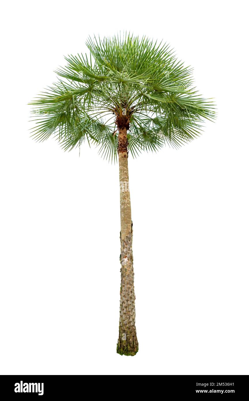 Palm tree wood gardening white background Isolates Stock Photo - Alamy