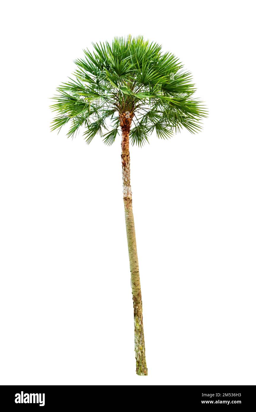 Palm tree wood gardening white background Isolates Stock Photo - Alamy
