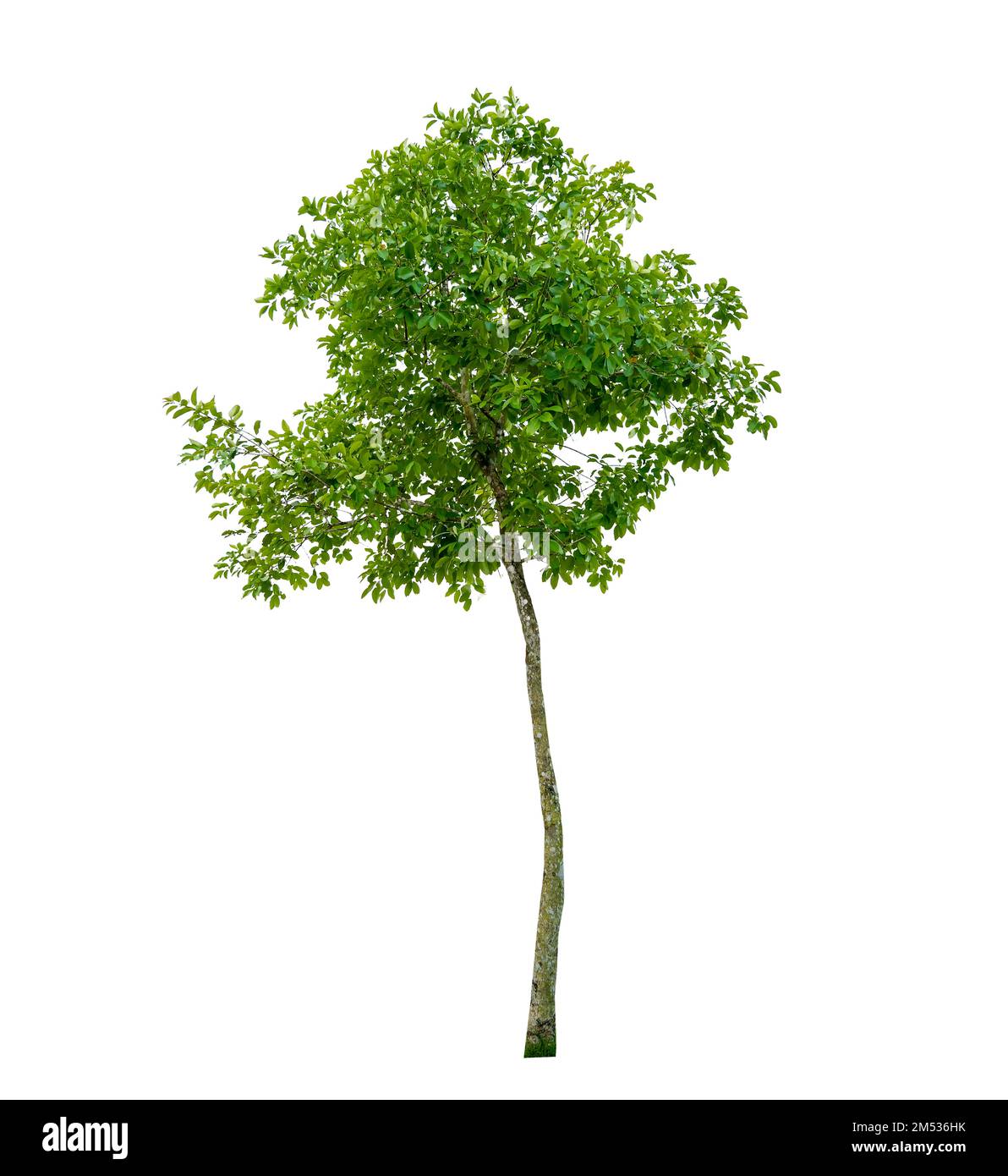 Shrub for garden Cut Out Stock Images & Pictures - Alamy