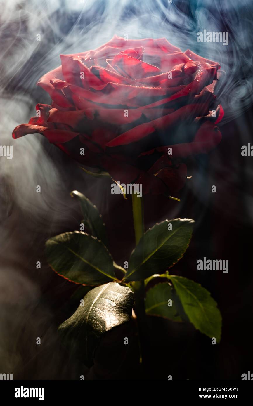 Blooming red rose bud in water drops on a black background Stock Photo ...