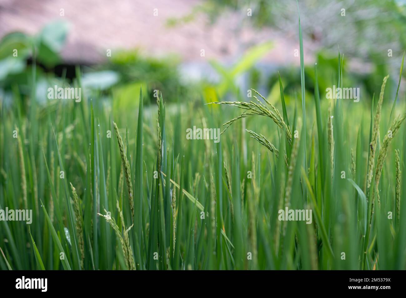 Green rice fields texture of ears close-up Stock Photo - Alamy