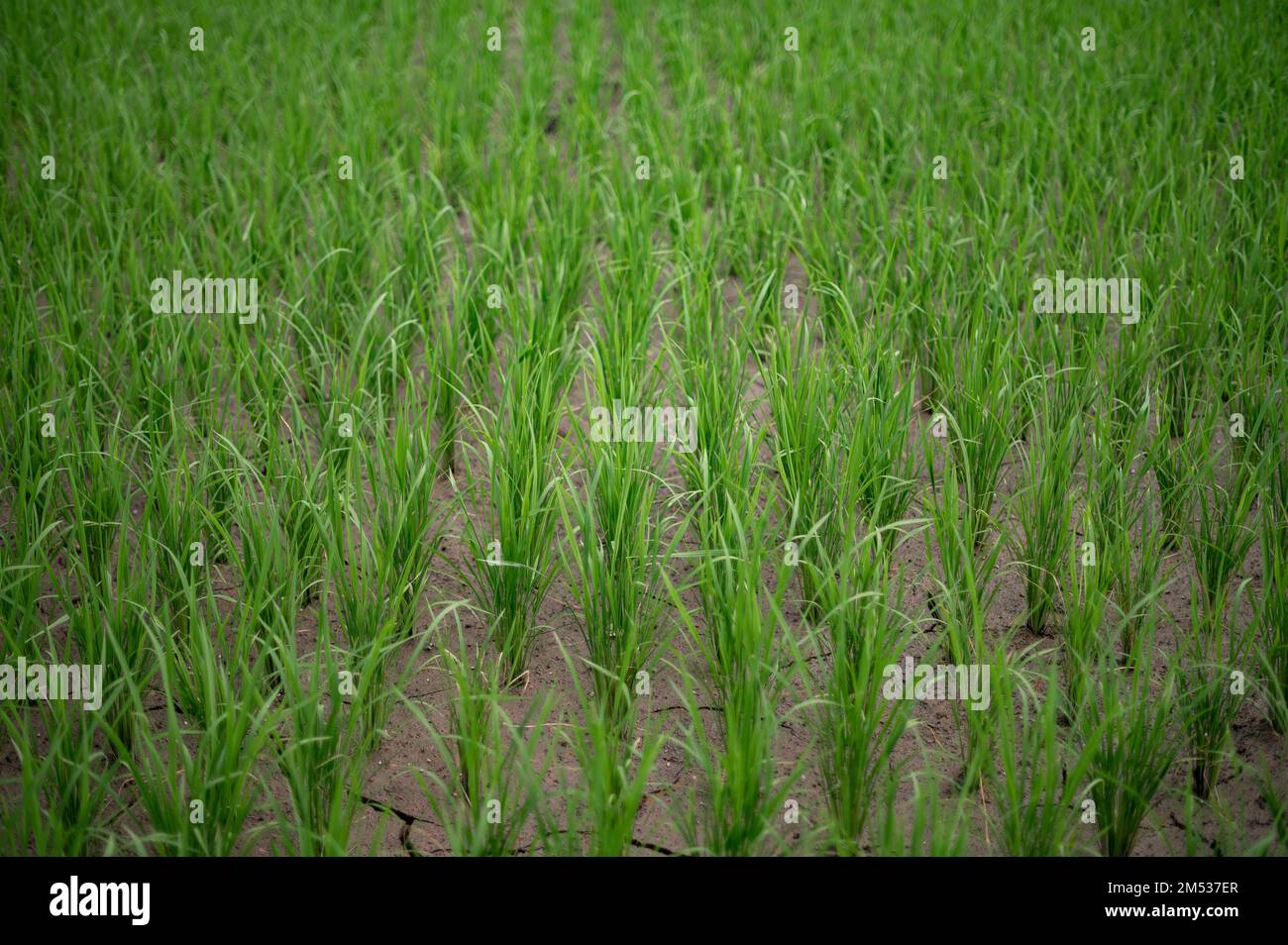Rice fields, terraces, plantation, farm. An organic asian rice farm and ...