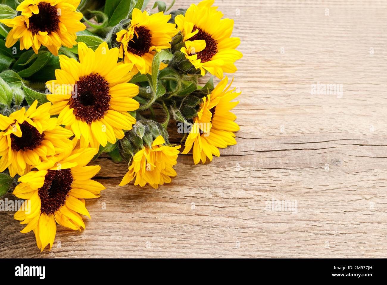 Sunflowers on wooden background. Autumn decor Stock Photo - Alamy