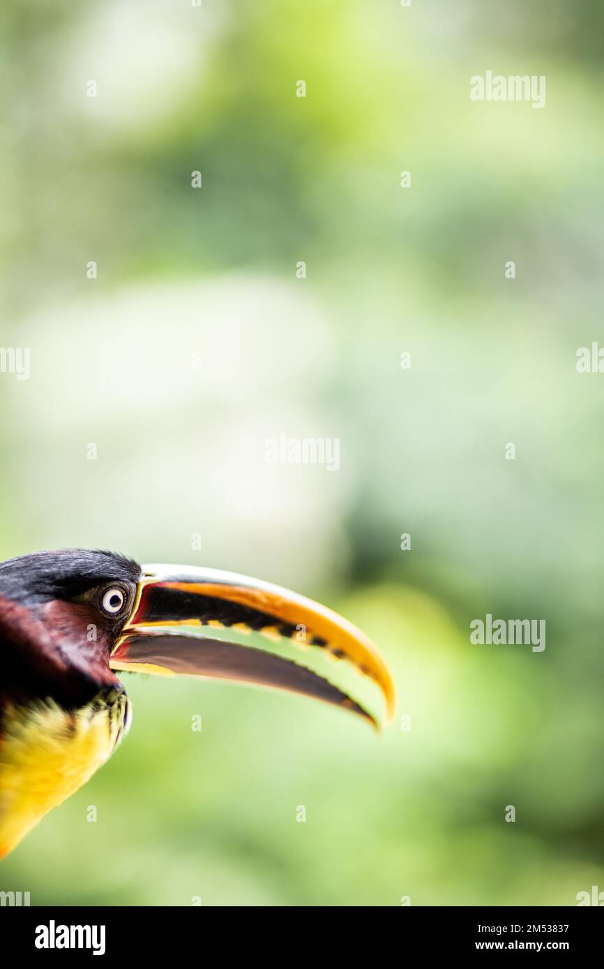 yellow beaked bird jungle tucan toucan yellow toucan beak bird ...