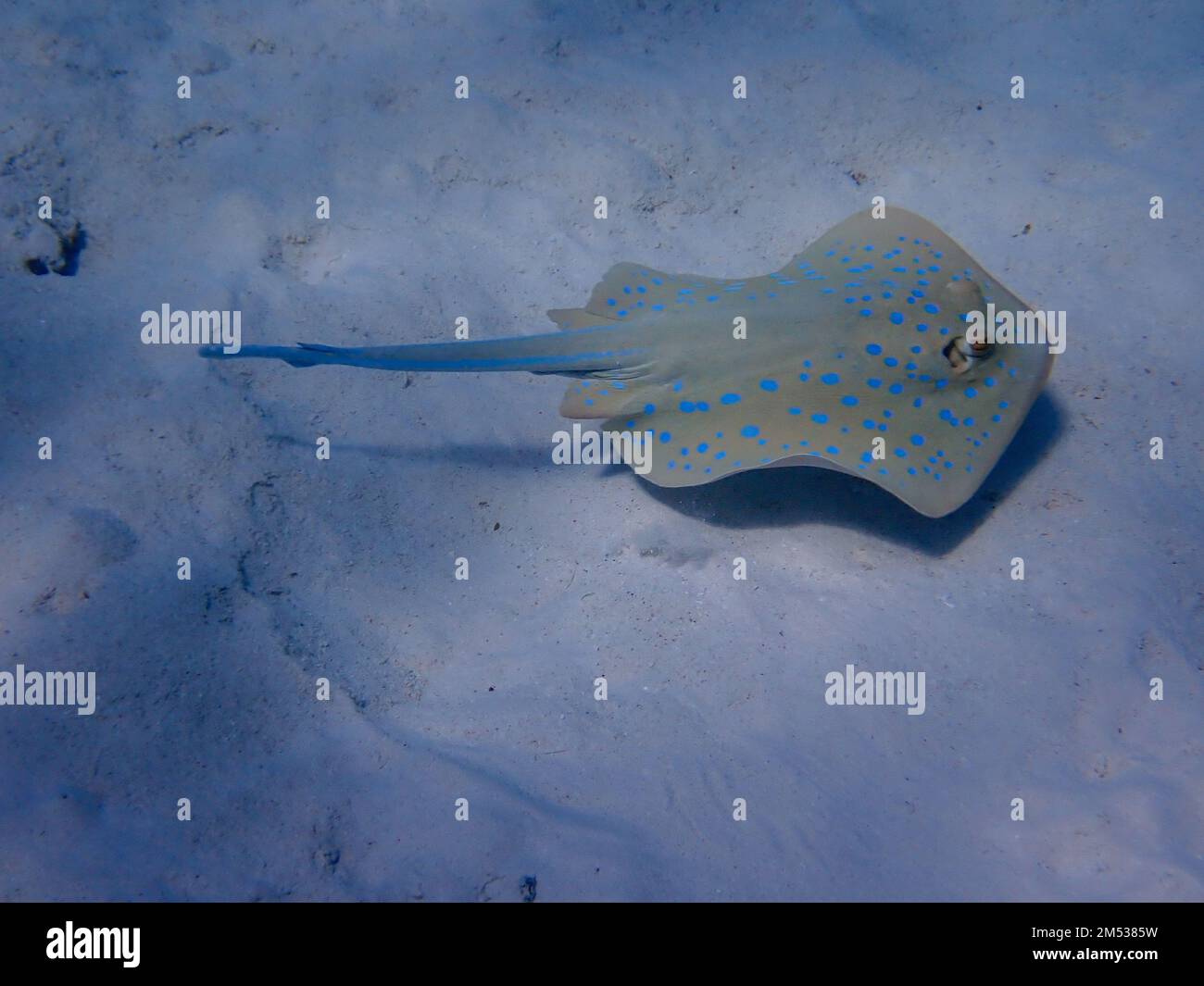 Ray in coral reef Stock Photo - Alamy
