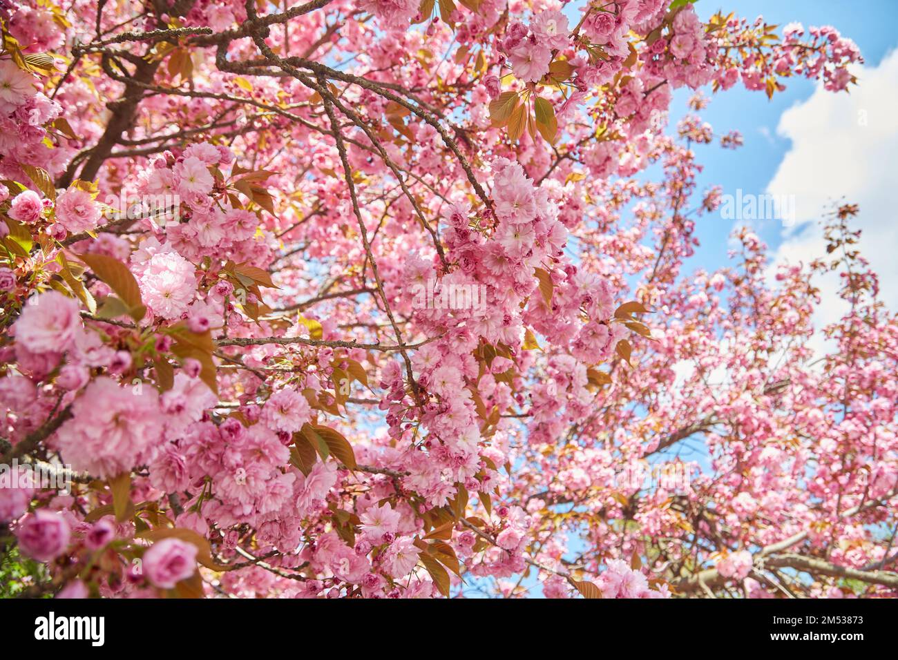 Amazing pink cherry blossoms on the Sakura tree in a blue sky ...
