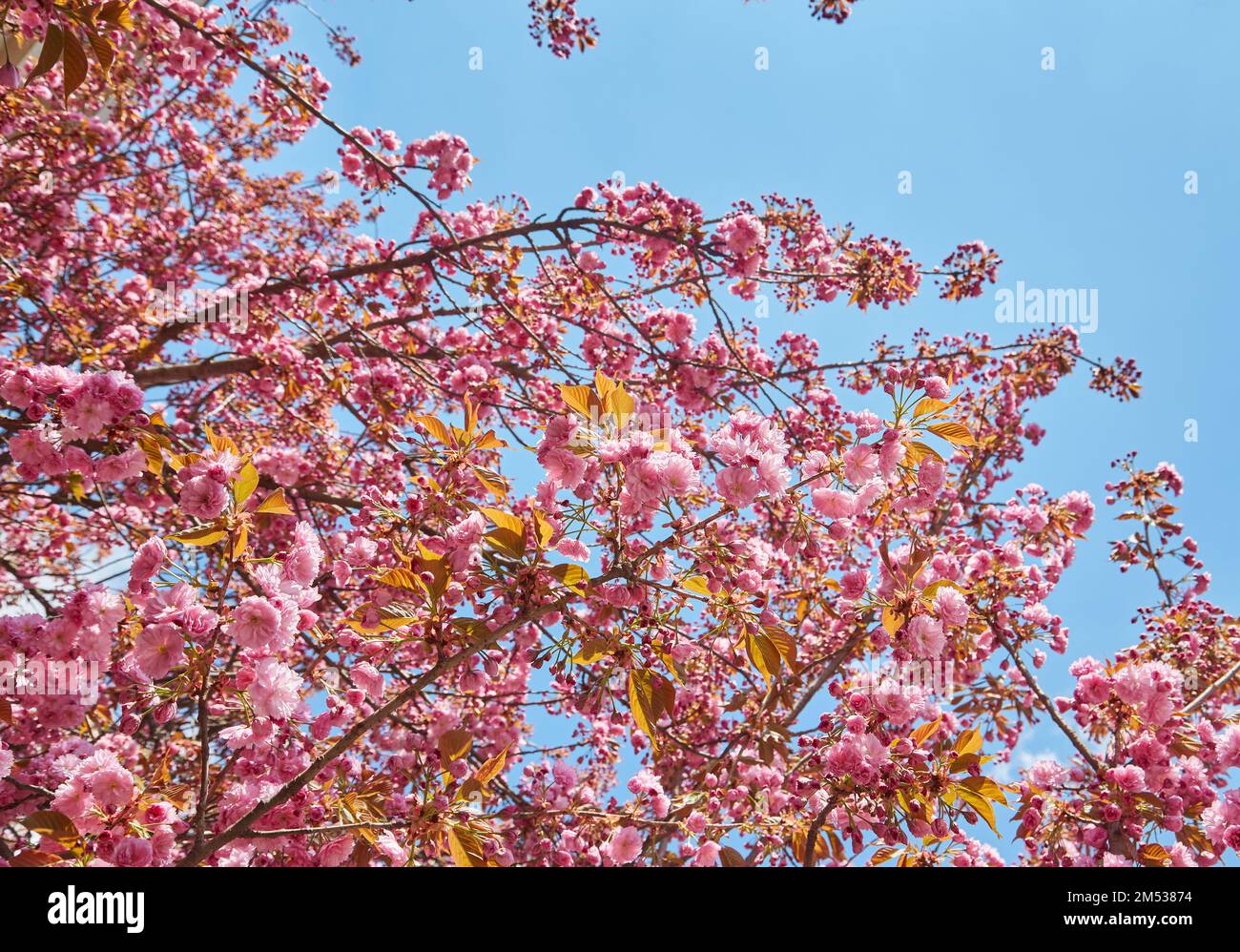 Beautiful cherry blossom sakura in spring time over blue sky Stock ...