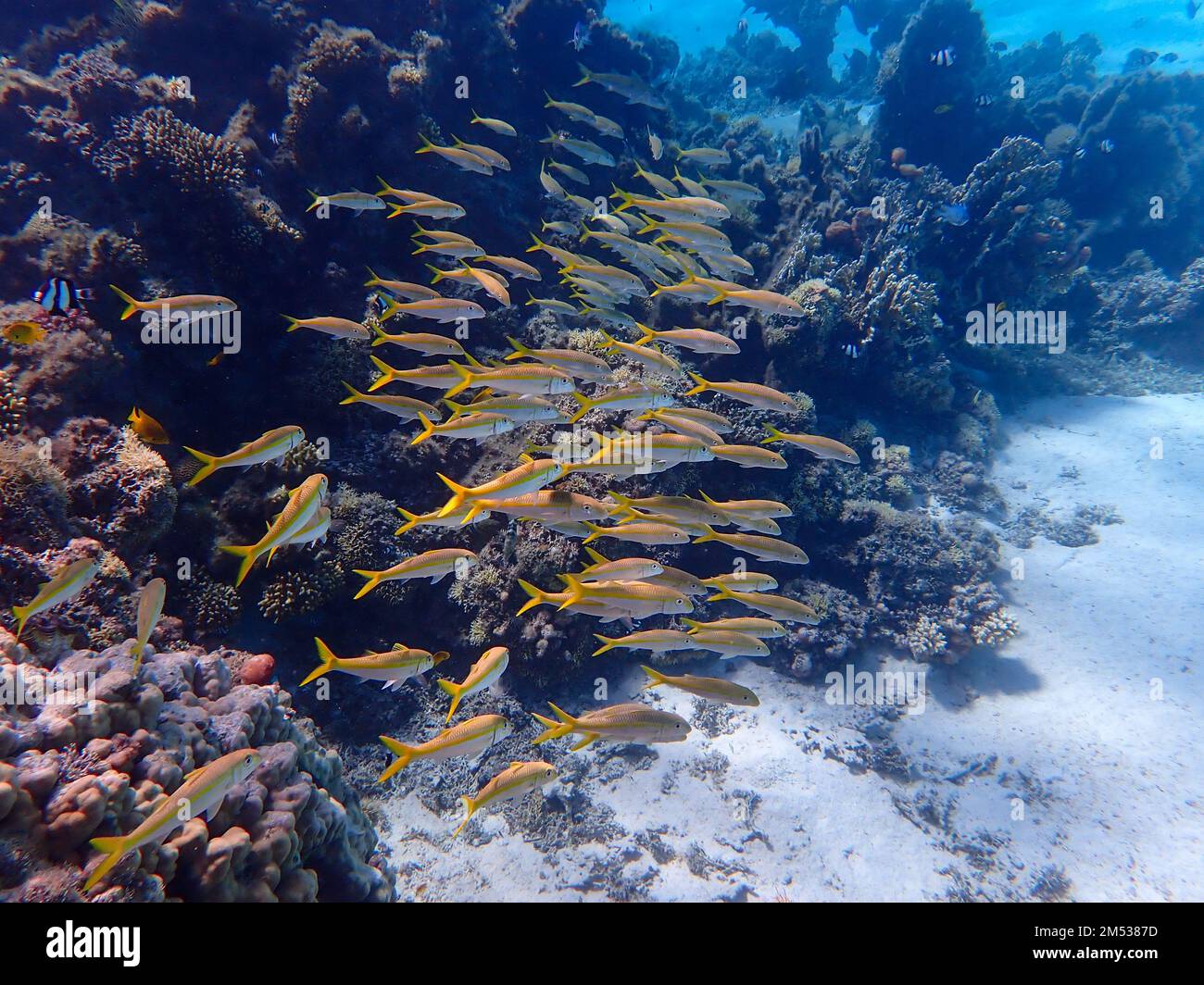 Red sea corals fish reef hi-res stock photography and images - Alamy