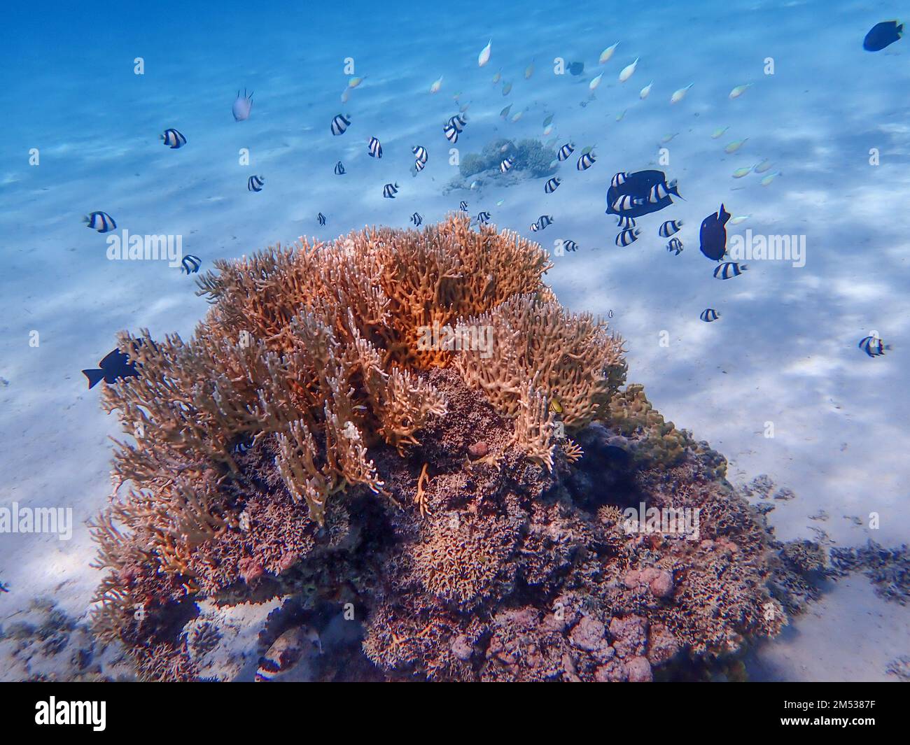 Fish in coral reef Stock Photo - Alamy