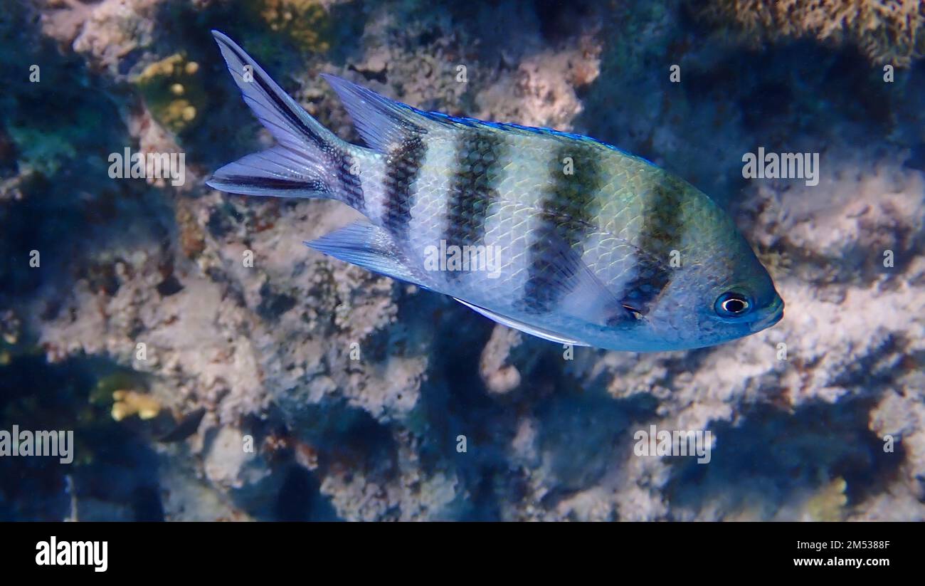 Red sea reef corals fish hi-res stock photography and images - Alamy