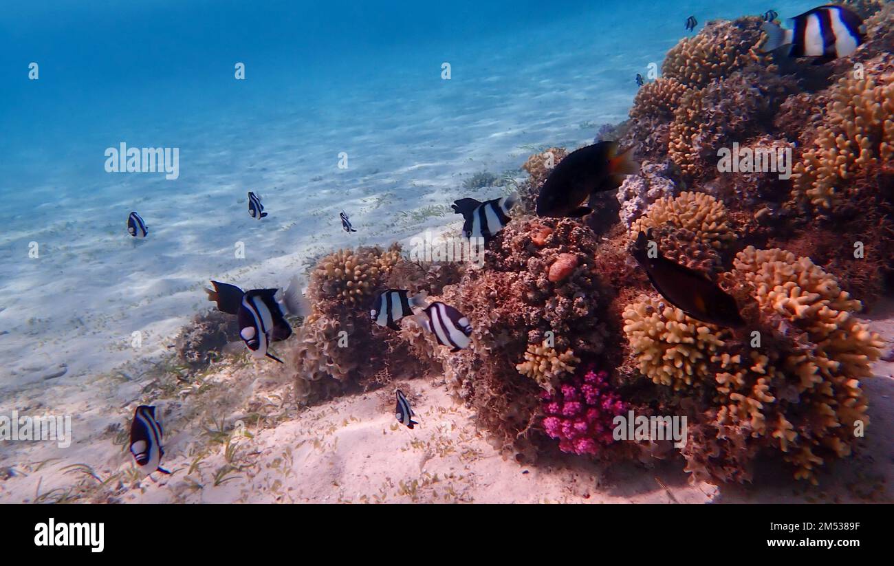 Fish in coral reef Stock Photo - Alamy