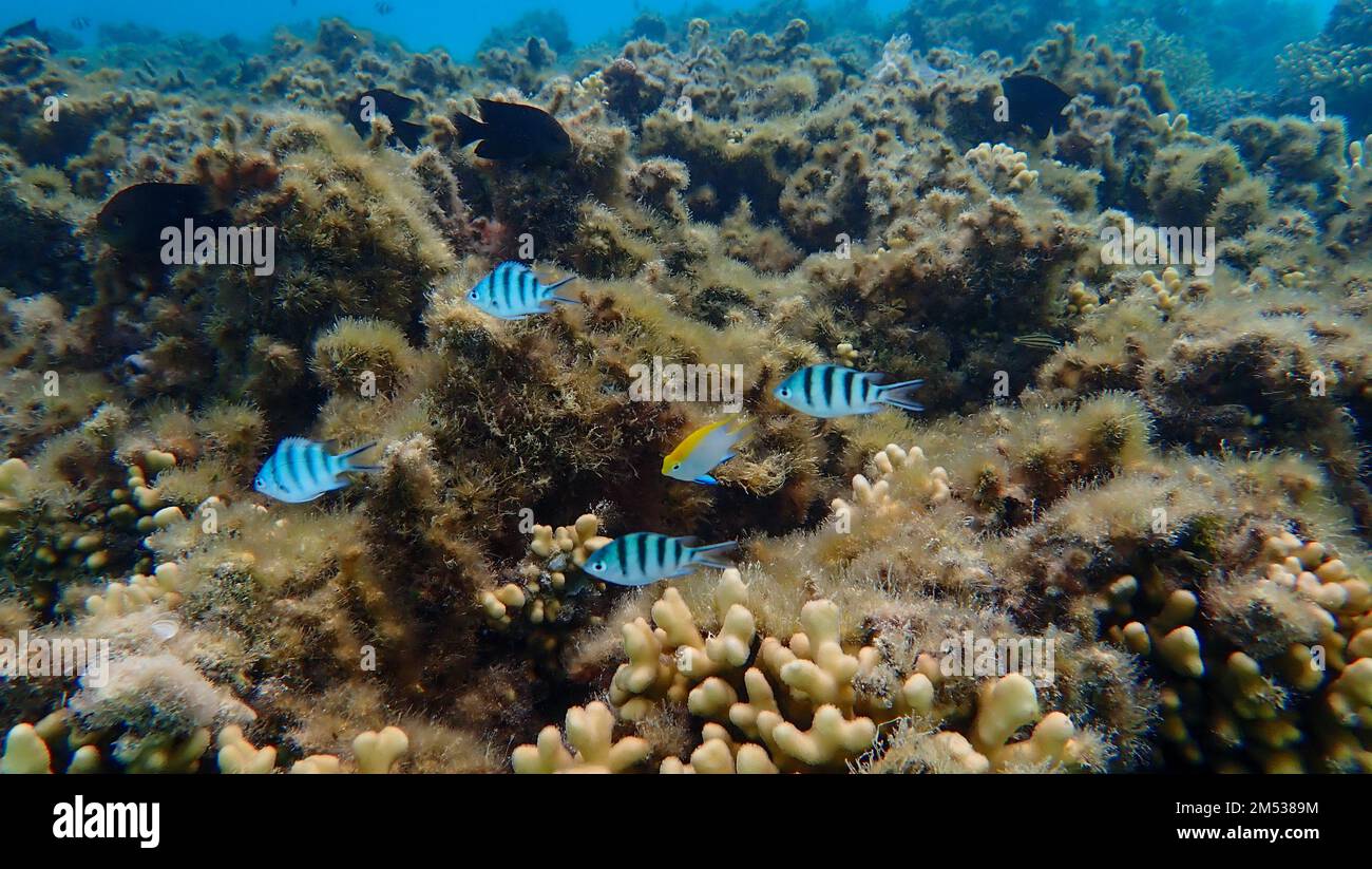 Fish in coral reef Stock Photo - Alamy