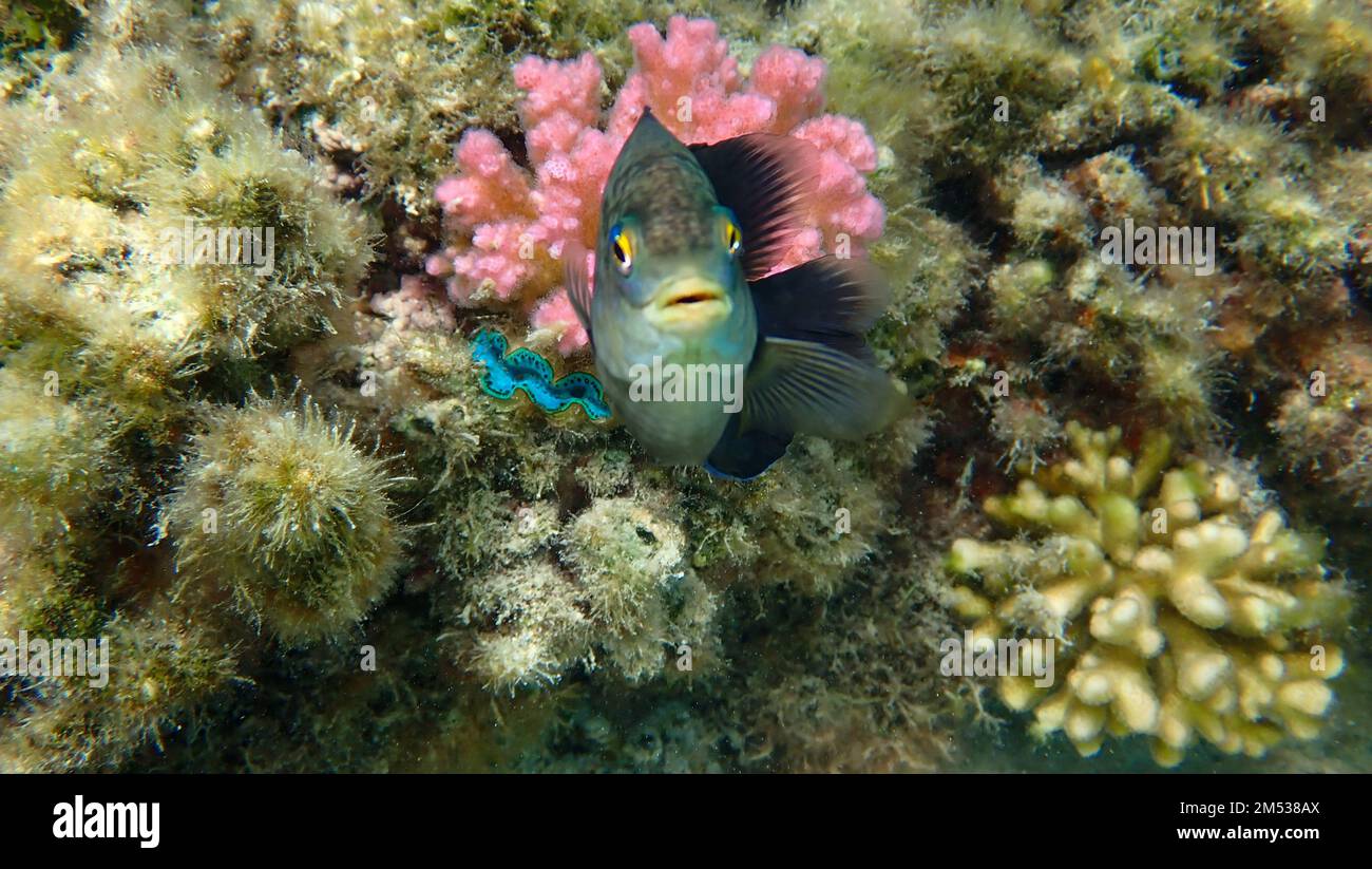 Fish in coral reef Stock Photo - Alamy