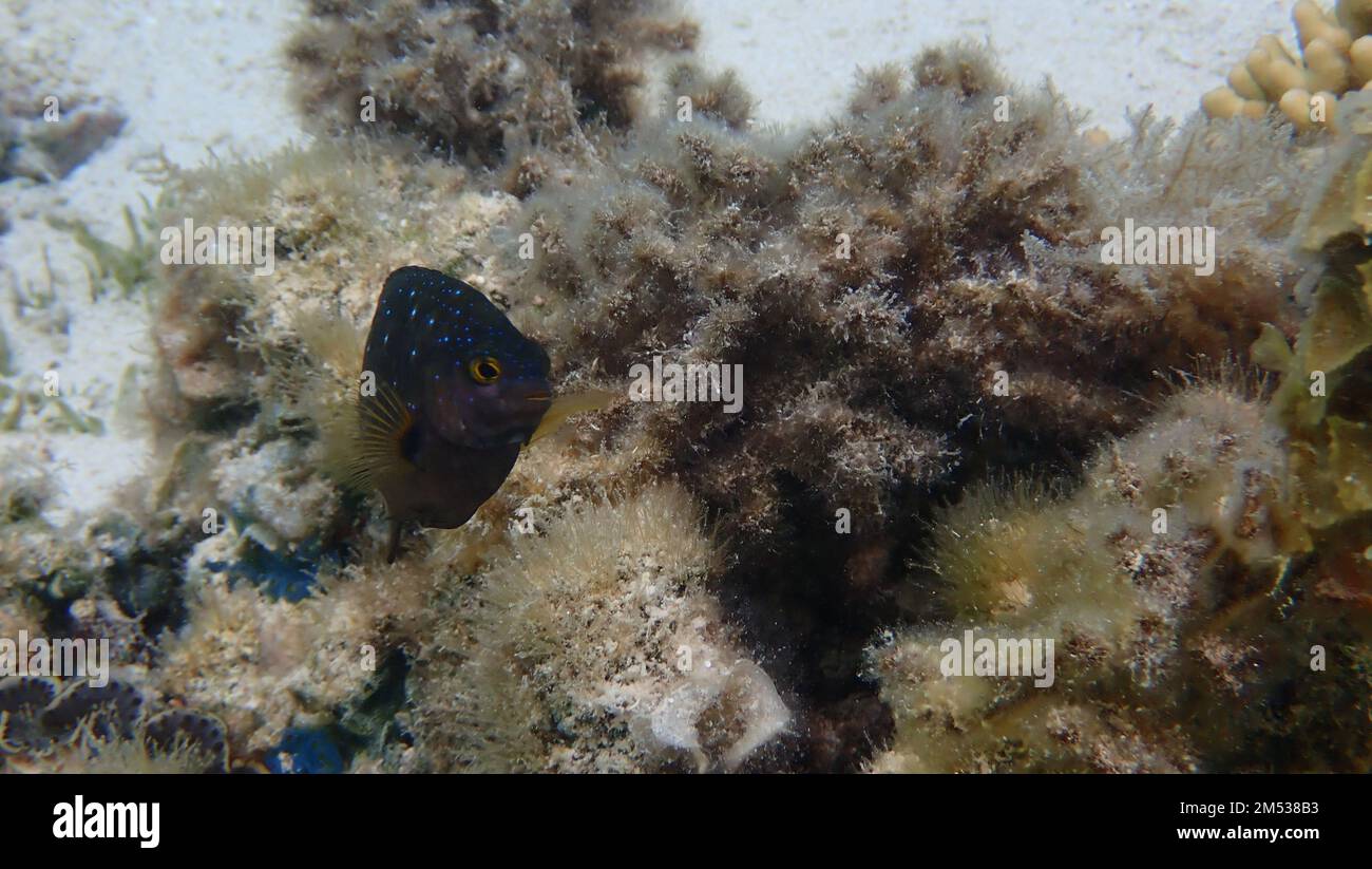 Tropical fish corals reef hi-res stock photography and images - Alamy